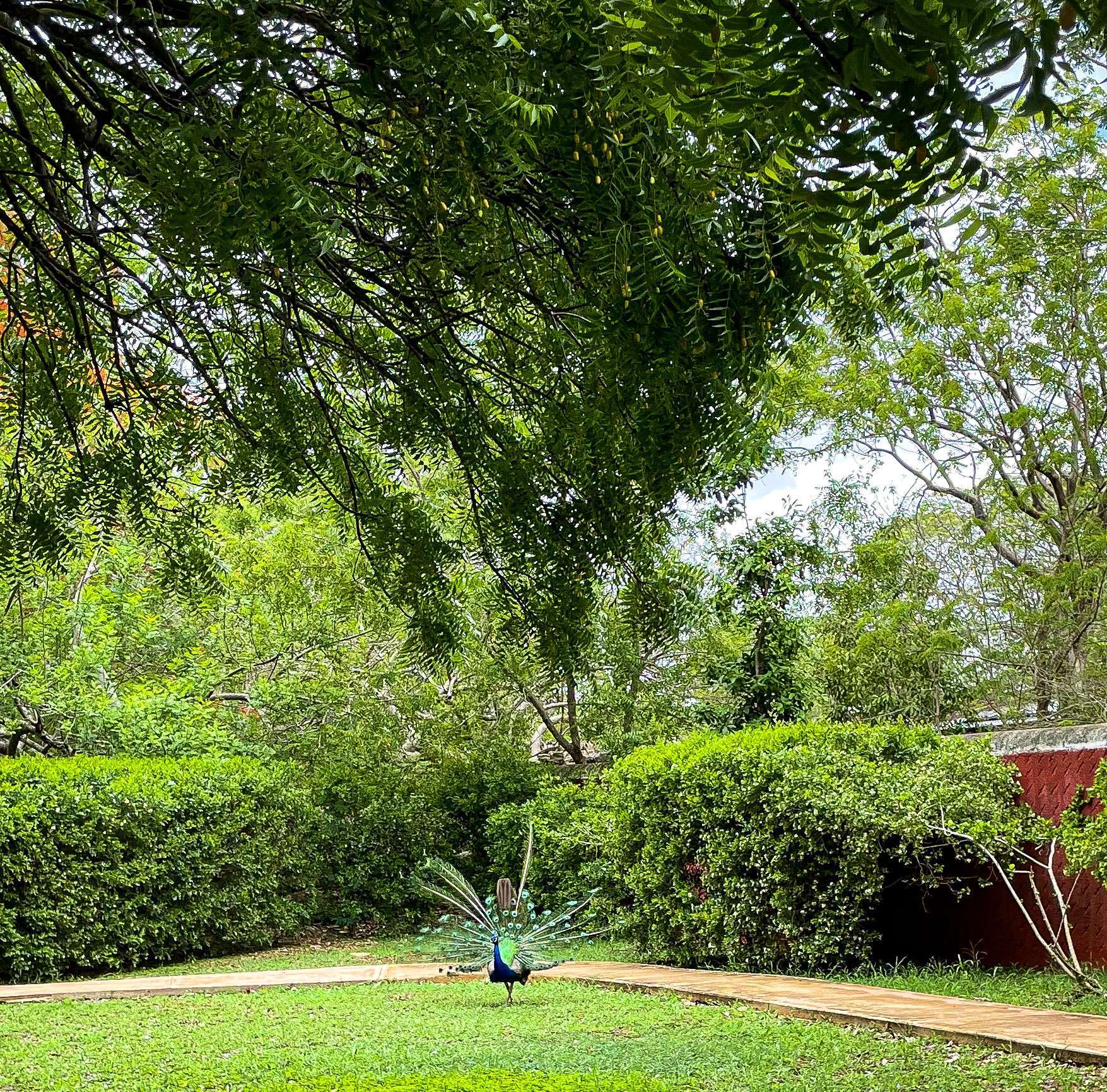 Explore the Most Authentic Hacienda in Yucatan, the Beautiful Sotuta de Peón - The World I Roam