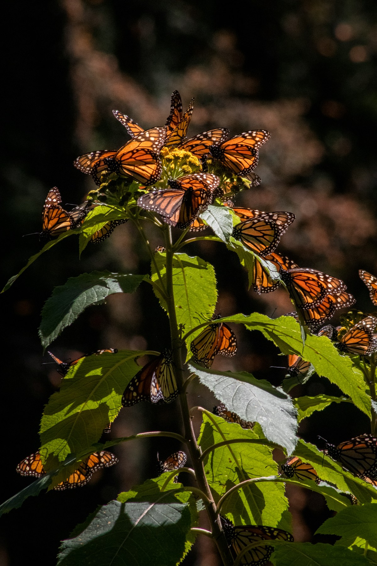 Winter in Mexico: 17 Outstanding Destinations for Holiday Getaways ...